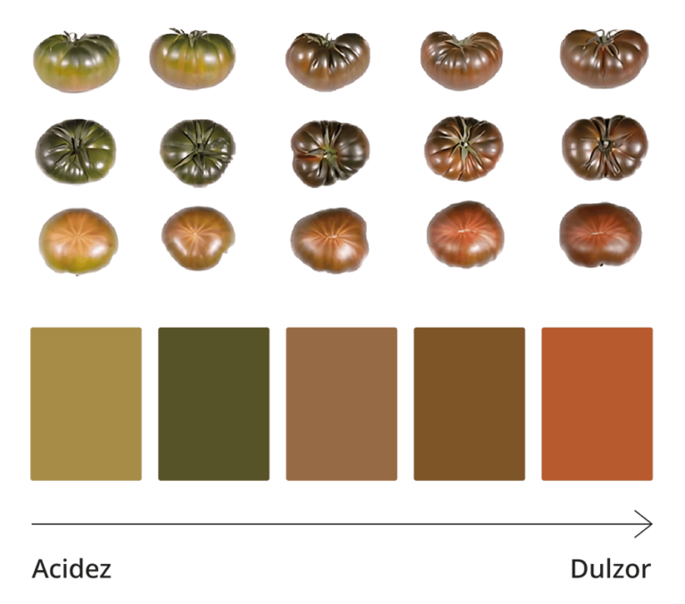 Adora Tomato: Freshness, flavor and excellence from the origin.