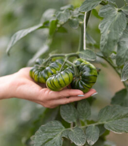 Tomate Adora: Frescura, sabor y excelencia desde el origen
